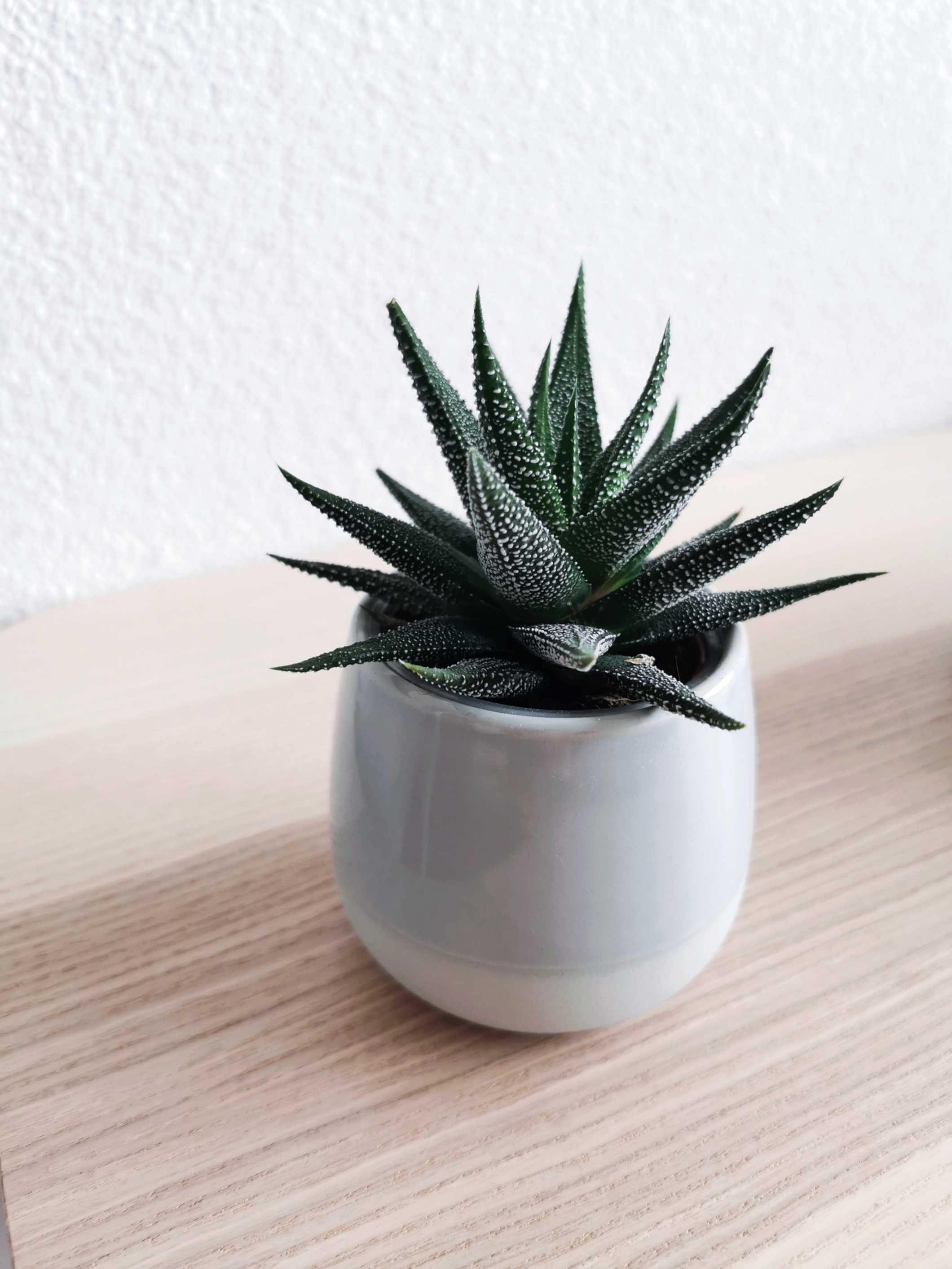 Easiest Plants to Take Care of for a Pop of Color in Your Home