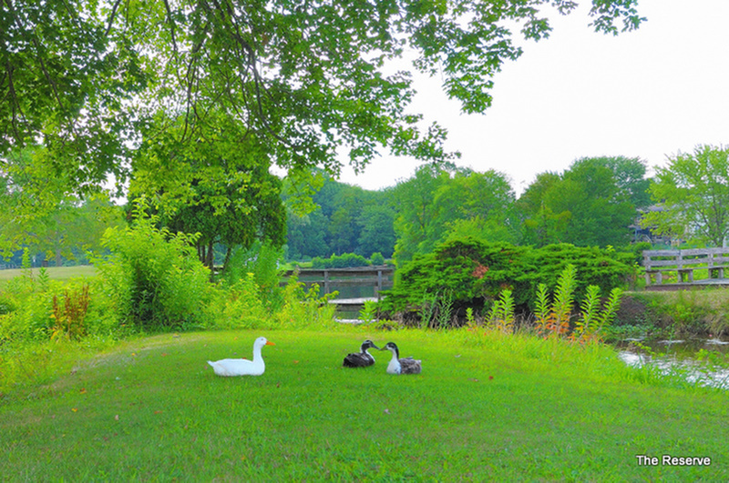 View Photos | The Reserve at Forest Gate